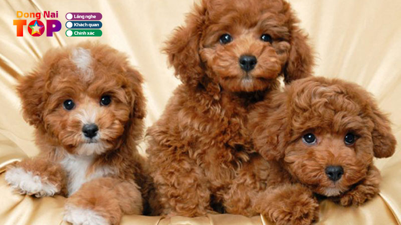 Top 2 địa chỉ bán chó con Đồng Nai giống khỏe đẹp